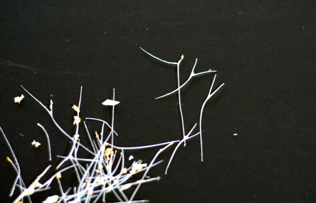 Forget the Bones: How to Smoke Northern Pike and Make a Tasty Dip with It