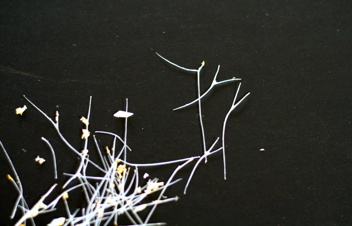 Forget the Bones: How to Smoke Northern Pike and Make a Tasty Dip with It