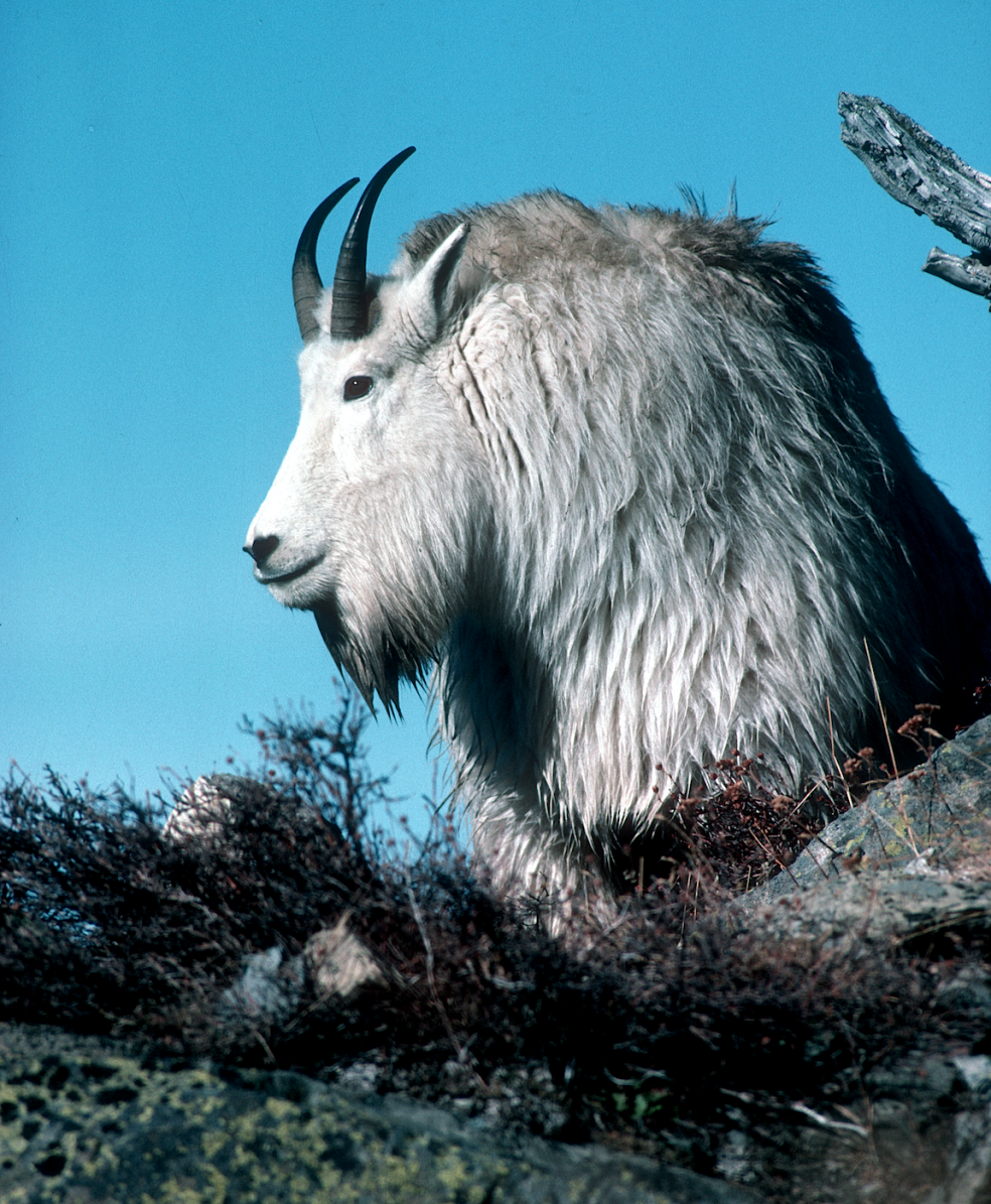 Ultimate Bucket List: The 10 North American Hunts You Must Try Before ...
