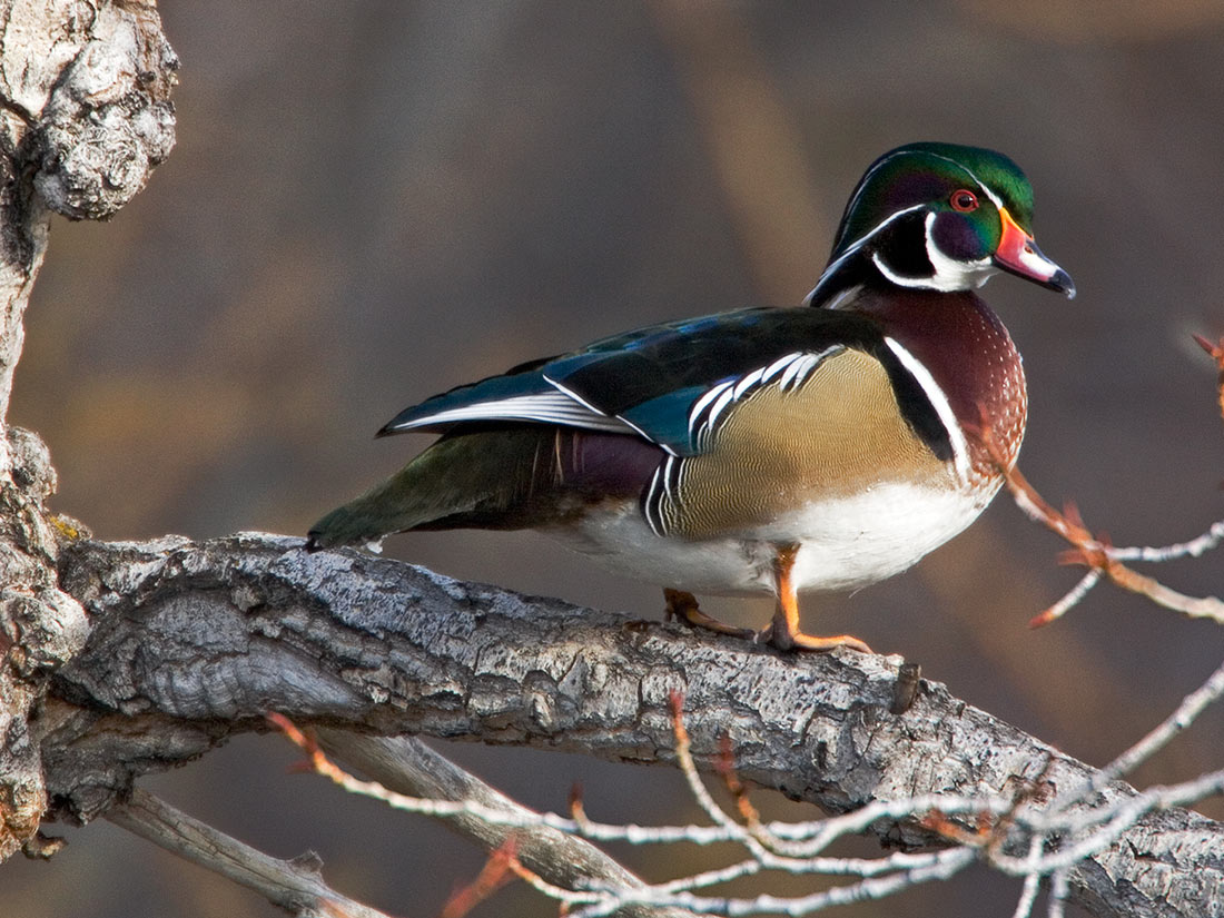 A Waterfowler's Top 10 Favorite Duck Species