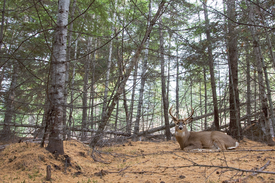 Bowhunter Tags a 200-Inch Buck in the St. Louis Suburbs After 5 Years ...