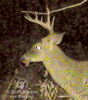 Have You Seen These Deer Diseases In Your Local Woods?