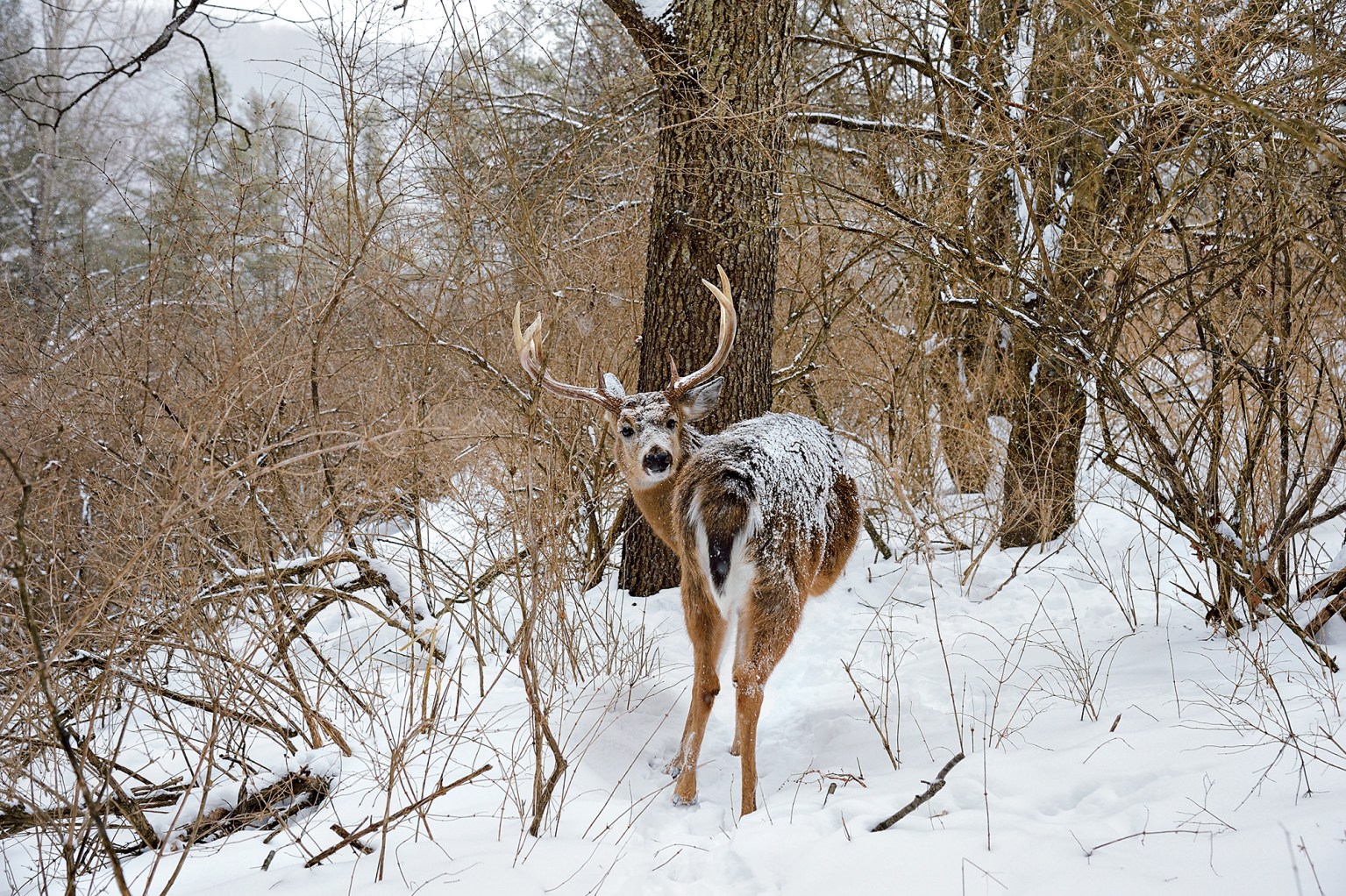 How To Track Deer: Fresh Tracks In The Big Woods