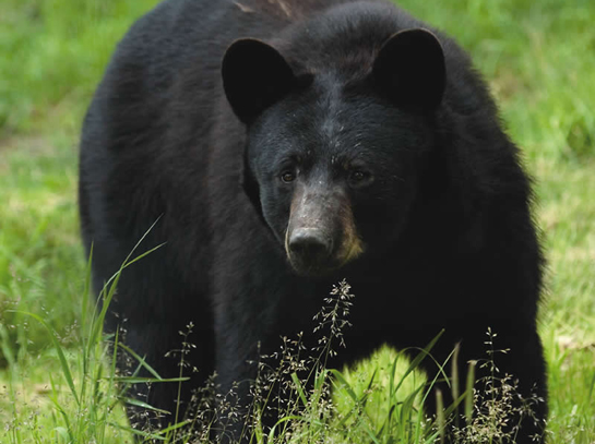 Whitetail Facts: 16 Things to Know About Fawns