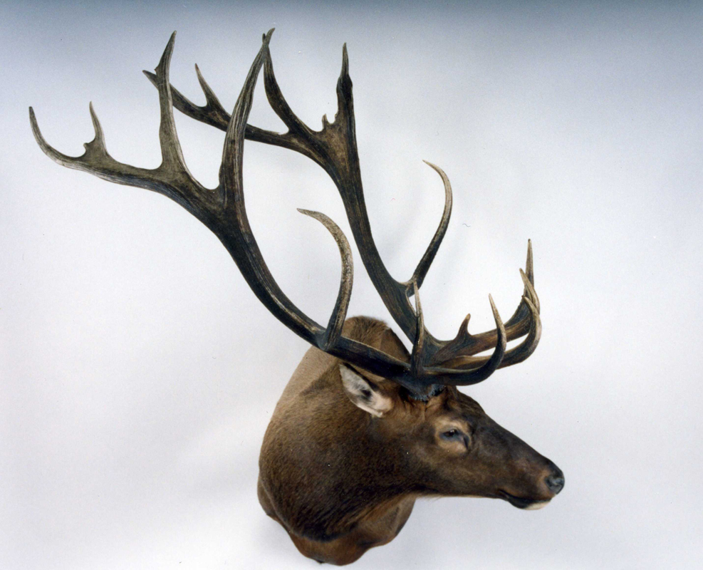 The Top 40 Typical and Nontypical Elk of All Time