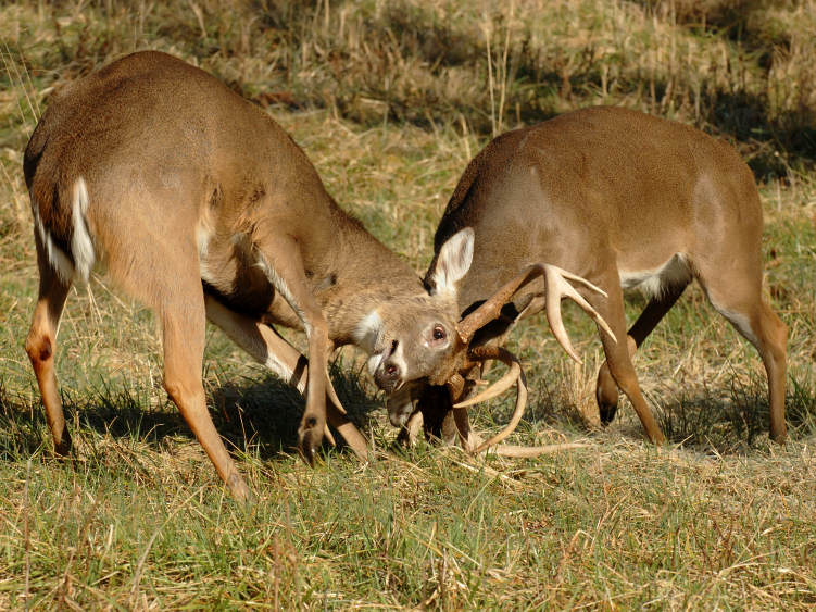 Anatomy of a Buck Brawl: We Analyze a 50-Minute Fight Between Two ...