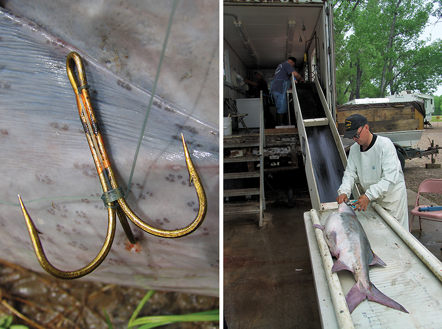 The Egg Takers: Harvesting America's Paddlefish Caviar