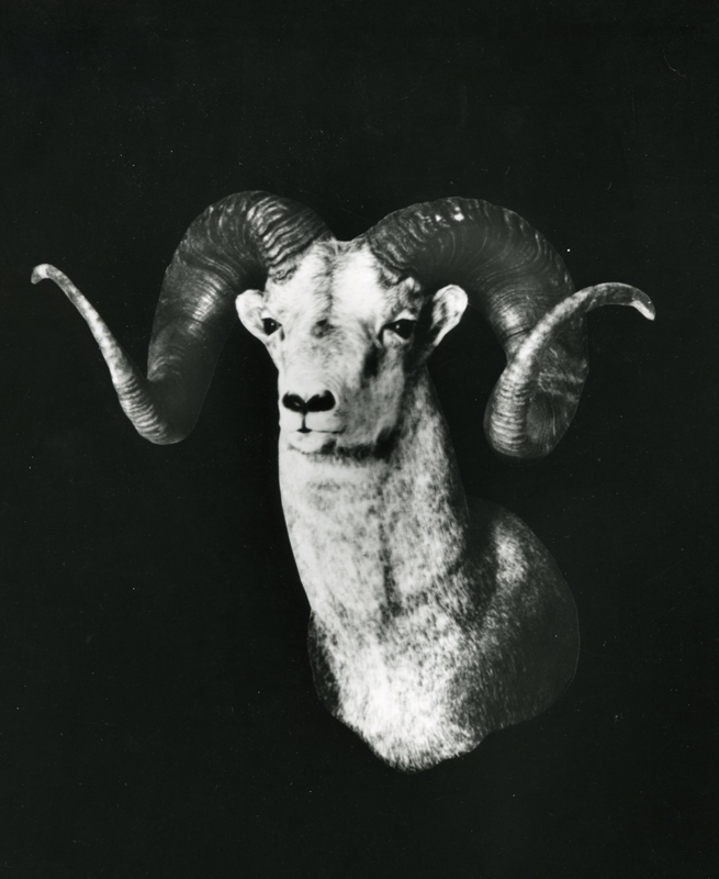 World Record Sheep: The Biggest Boone & Crockett Bighorn and Stone's Sheep