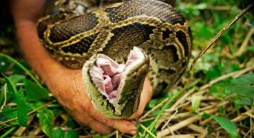 The 11 Best Hunts of Summer