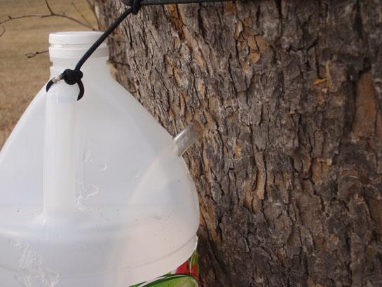 How to Make Sycamore Syrup, Easy And Cheap