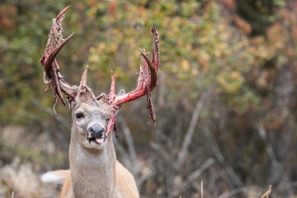10 Amazing Photos of a Buck Shedding Velvet