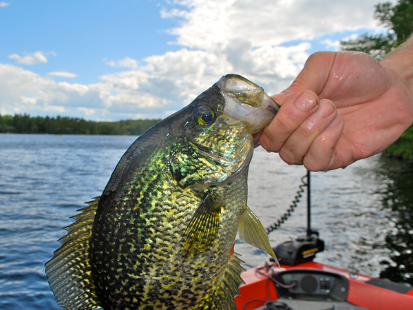 Rick Bach Archives | Page 1 of 2 | Outdoor Life