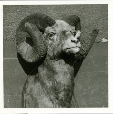 World Record Sheep: The Biggest Boone & Crockett Bighorn and Stone's Sheep