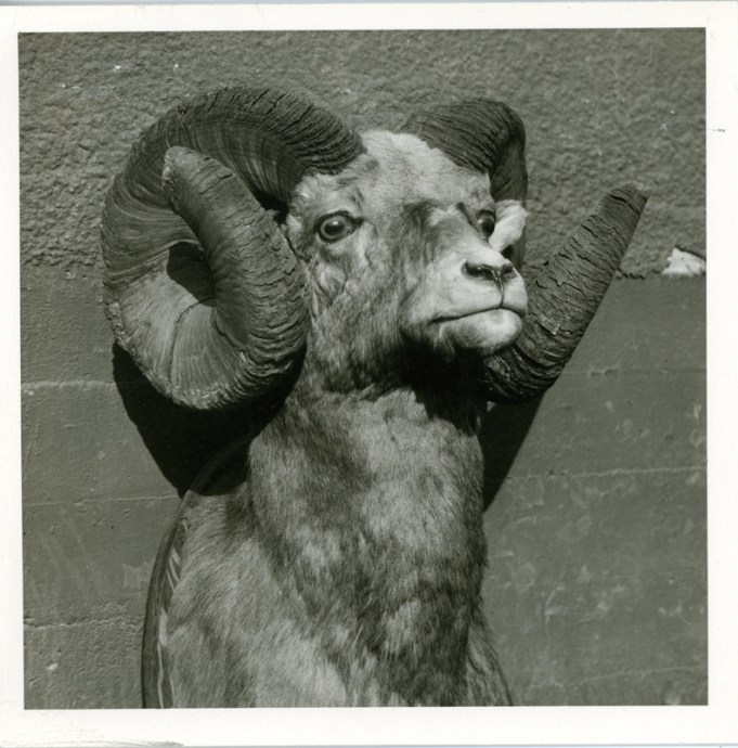 World Record Sheep: The Biggest Boone & Crockett Bighorn and Stone's Sheep