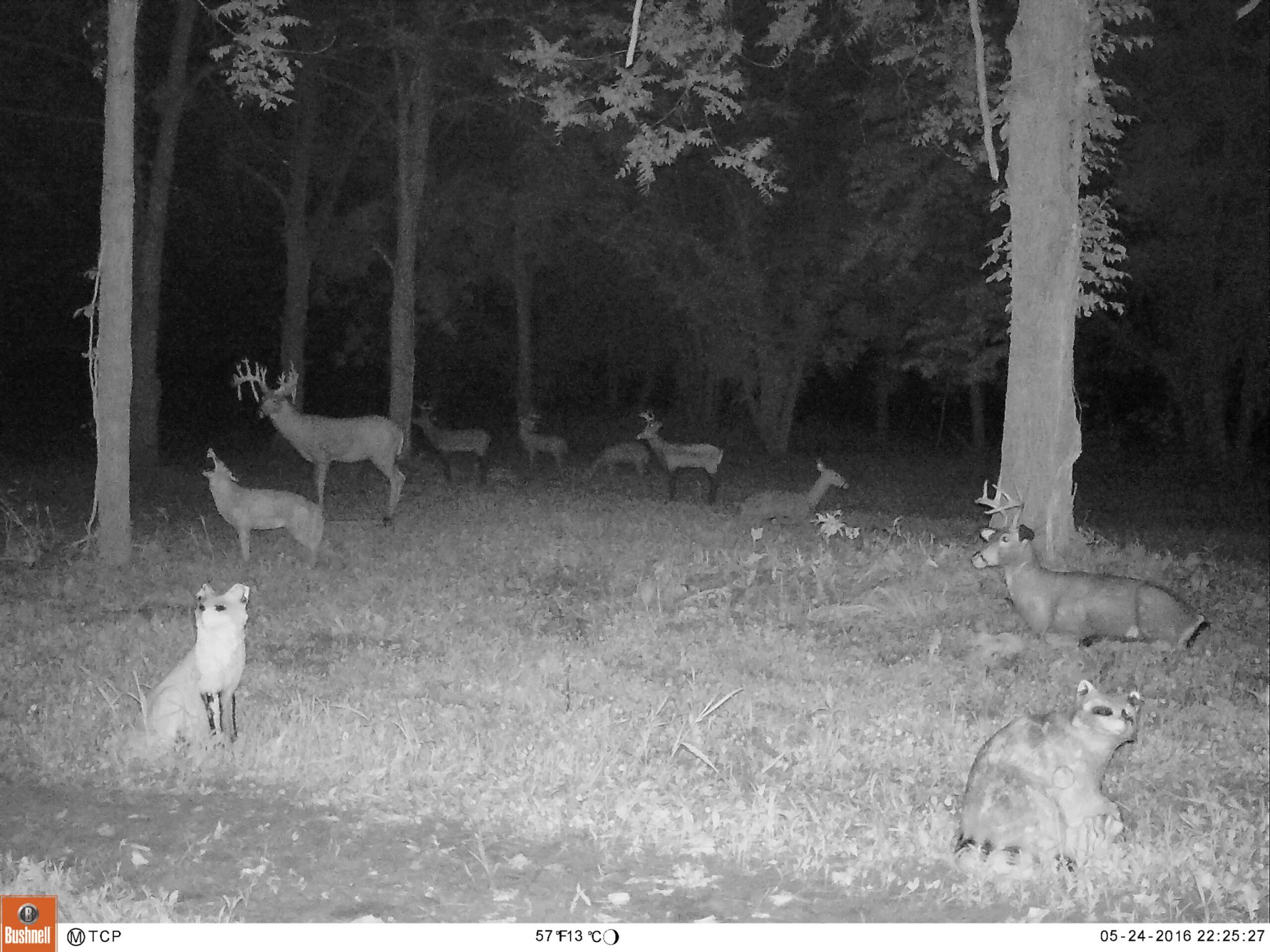 Buying the Right Trail Camera: White Flash, Red Glow, or No Glow?