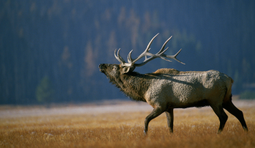 The Top 40 Typical and Nontypical Elk of All Time
