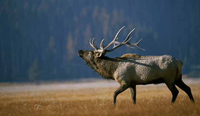 The Top 40 Typical and Nontypical Elk of All Time