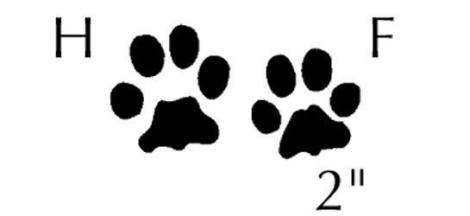 How to Identify Tracks of 10 Common North American Species