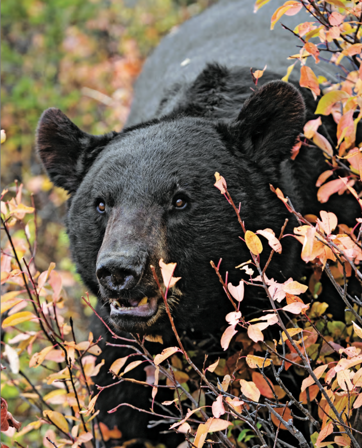 How to Decode a Black Bear's Body Language