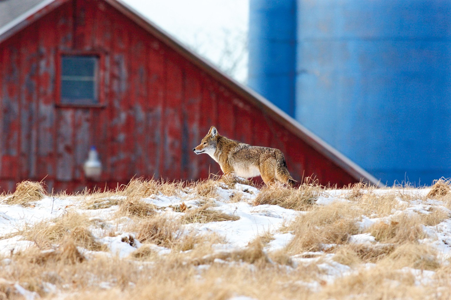 How to Hunt Coyotes: Crash Course in Coyote Hunting Across the Country