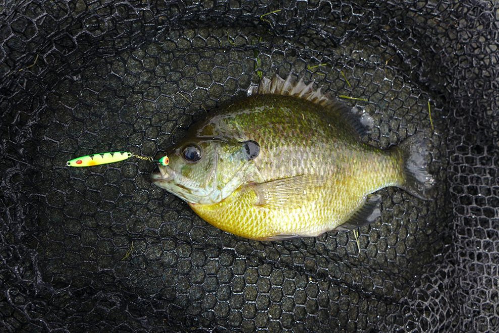 How to Catch Bluegills