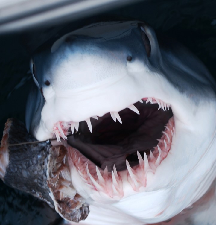 Dangerous Fish: 10 Fish You Need to Handle With Care