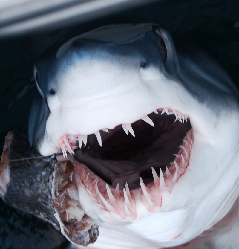 Dangerous Fish: 10 Fish You Need to Handle With Care