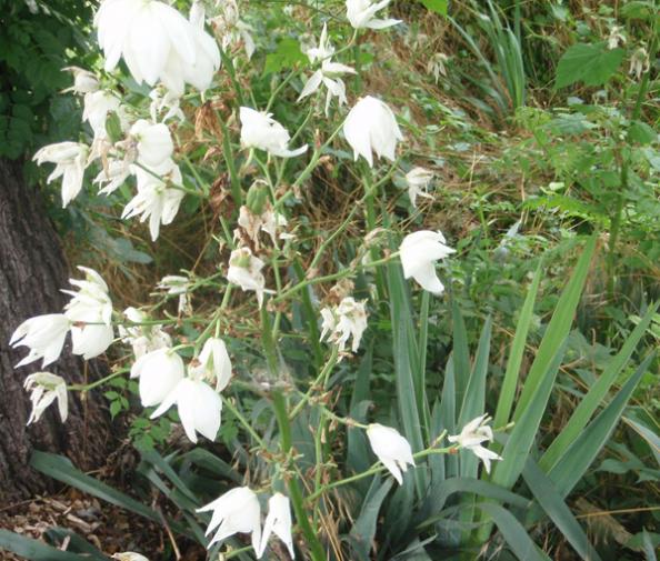 How to Process and Use Animal Sinew