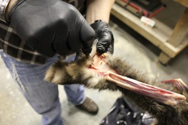 How To Skin A Fox