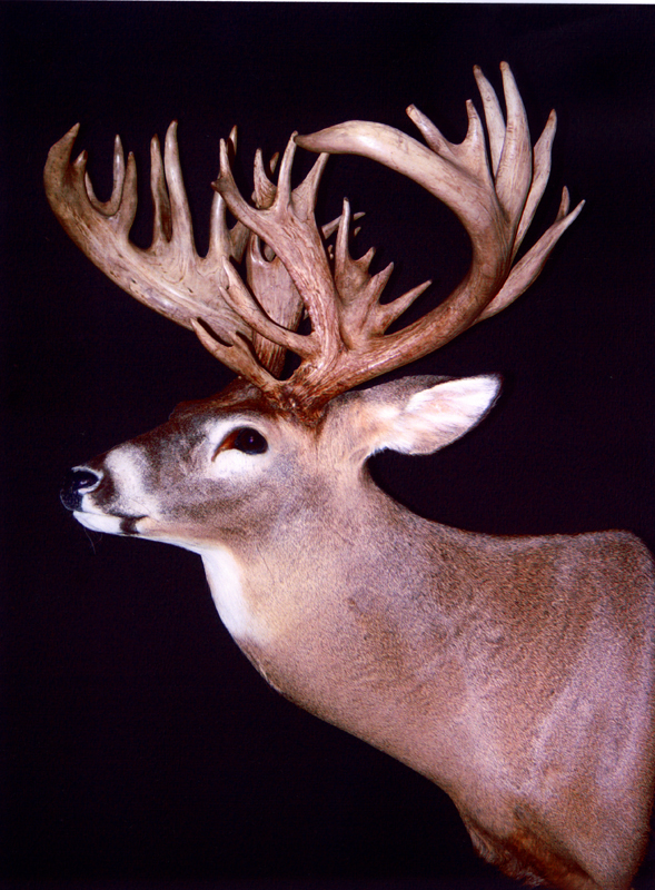The Top 40 Typical and Nontypical Whitetails of All Time