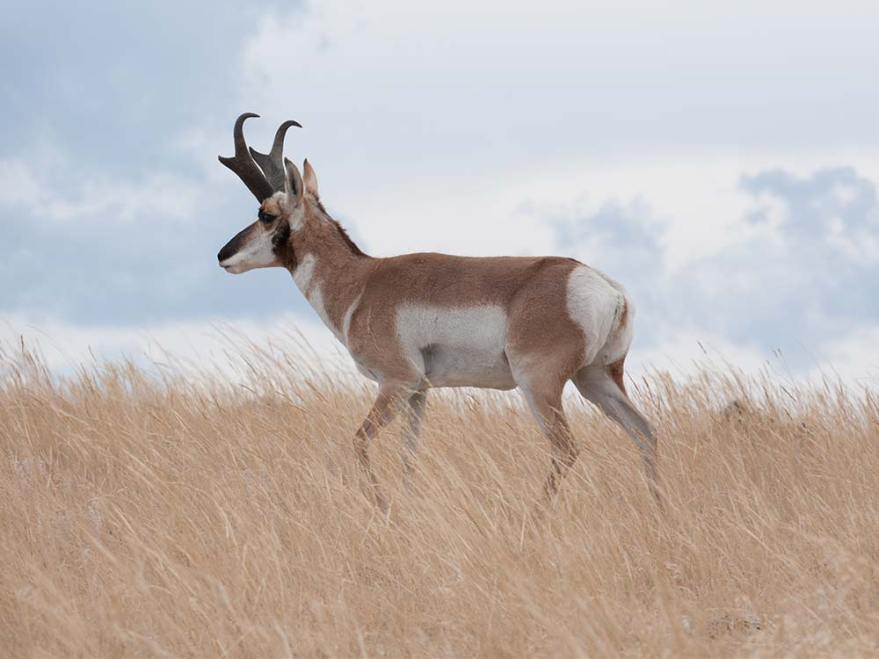 Top 10 DIY Western Hunts