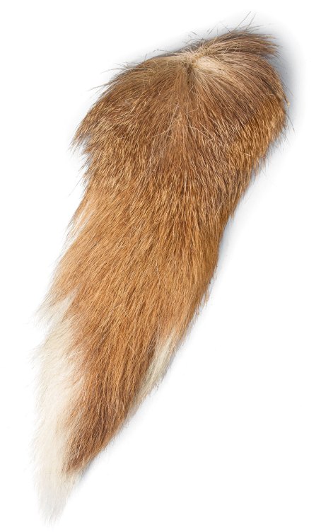 8 Ways Whitetails Communicate with Their Tails, and What Each Means for ...