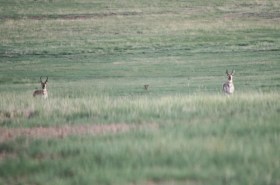 Wild Game: A Nutrition Guide for Game Animals in North America