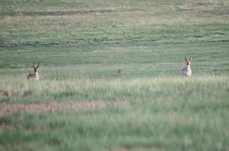 Wild Game: A Nutrition Guide for Game Animals in North America