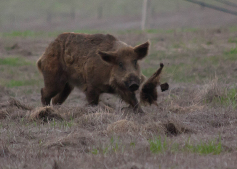 Wild Game: A Nutrition Guide for Game Animals in North America