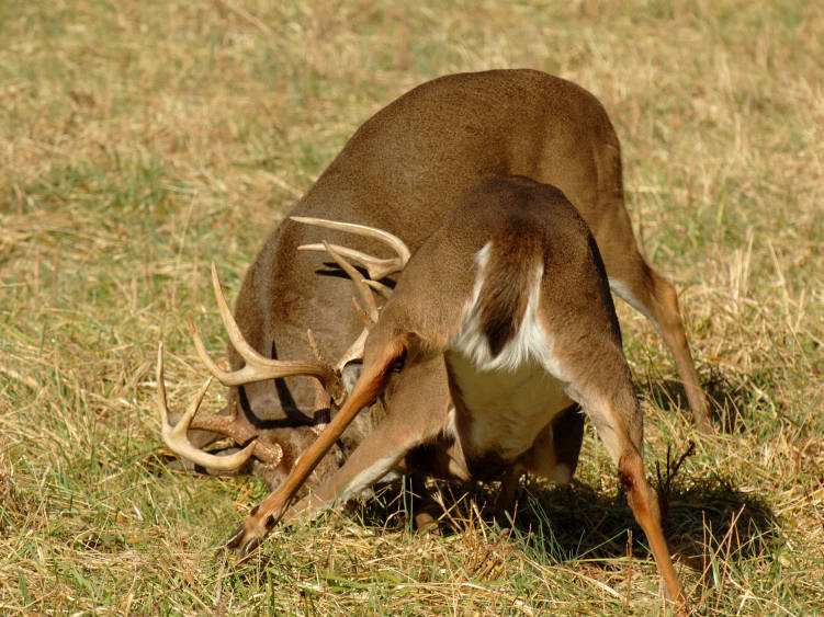 Anatomy of a Buck Brawl: We Analyze a 50-Minute Fight Between Two ...