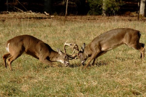 Anatomy of a Buck Brawl: We Analyze a 50-Minute Fight Between Two ...