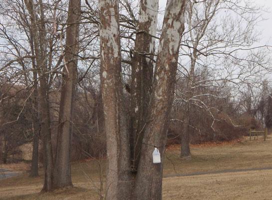 How to Make Sycamore Syrup, Easy And Cheap
