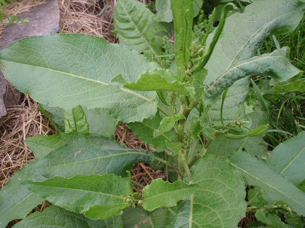 15 Wild Edibles You Can Forage for in the Fall