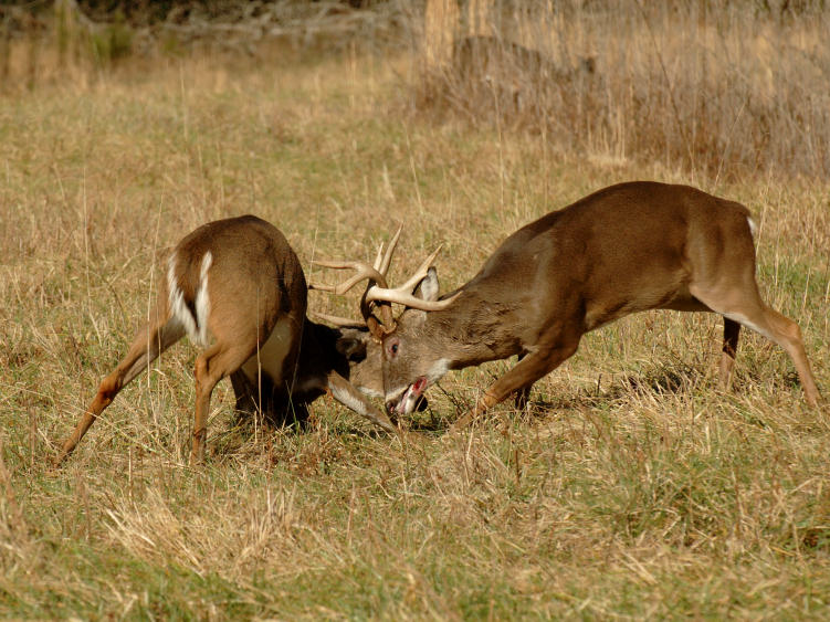 Anatomy of a Buck Brawl: We Analyze a 50-Minute Fight Between Two ...