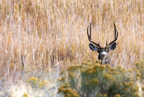 Wild Game: A Nutrition Guide for Game Animals in North America