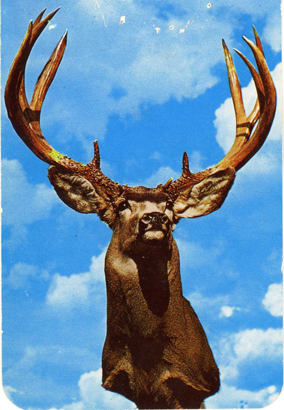 The Top 40 Typical and Nontypical Mule Deer of All Time