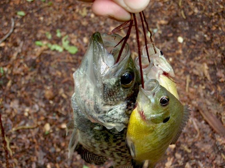 10 Techniques for Catching Fish in a Survival Situation