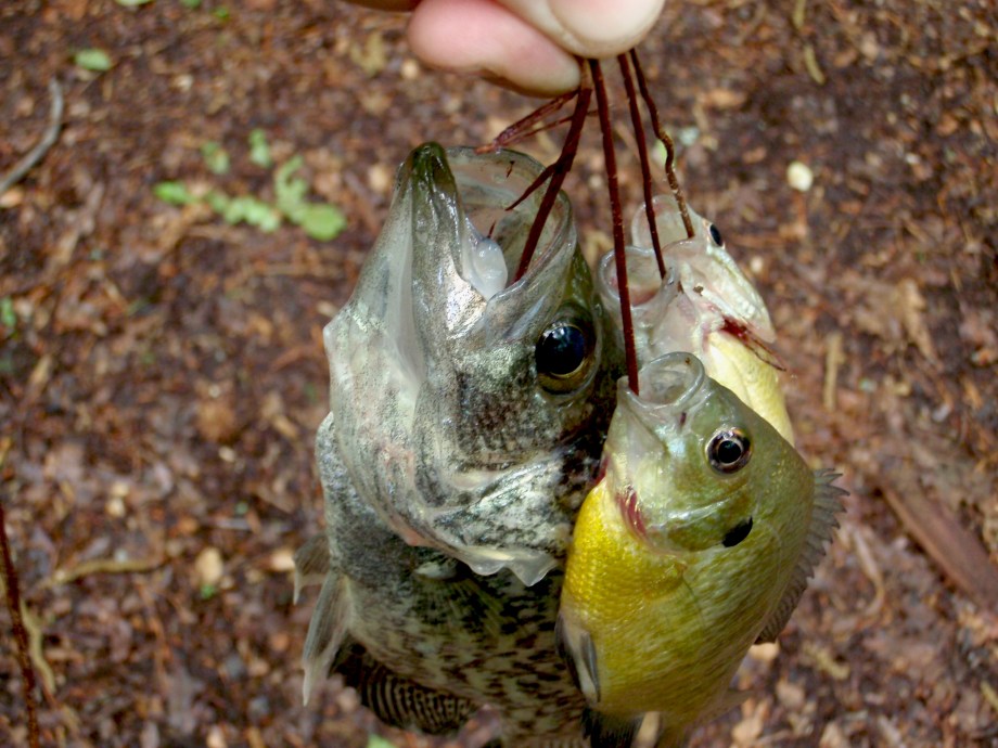 10 Techniques for Catching Fish in a Survival Situation