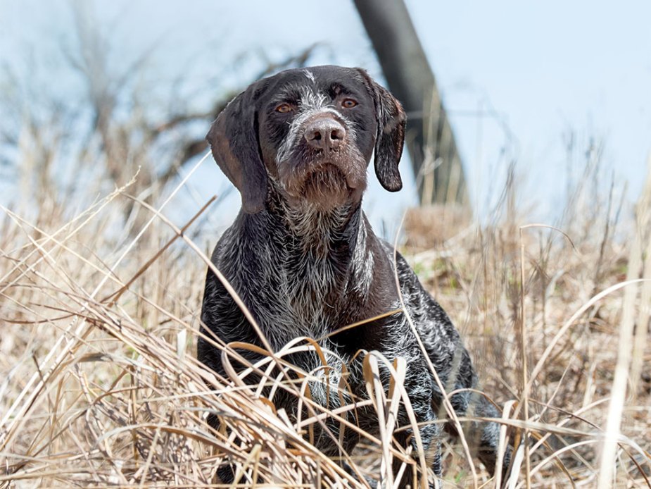 The Tlingit Legend of the Kóoshdaa Káa | Outdoor Life