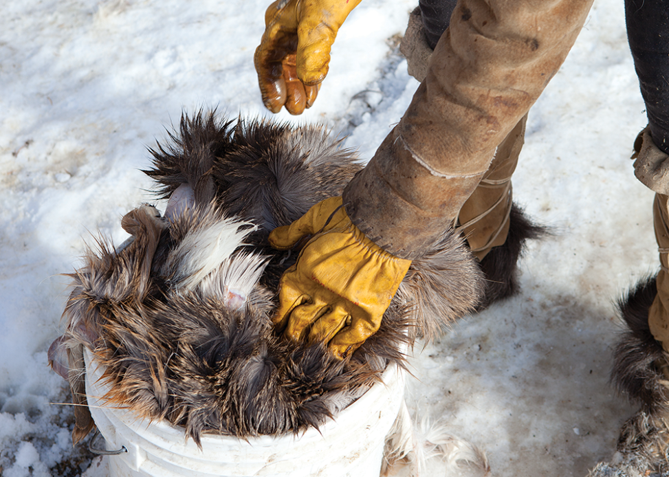 How to Brain-Tan a Deer Hide in 8 Steps