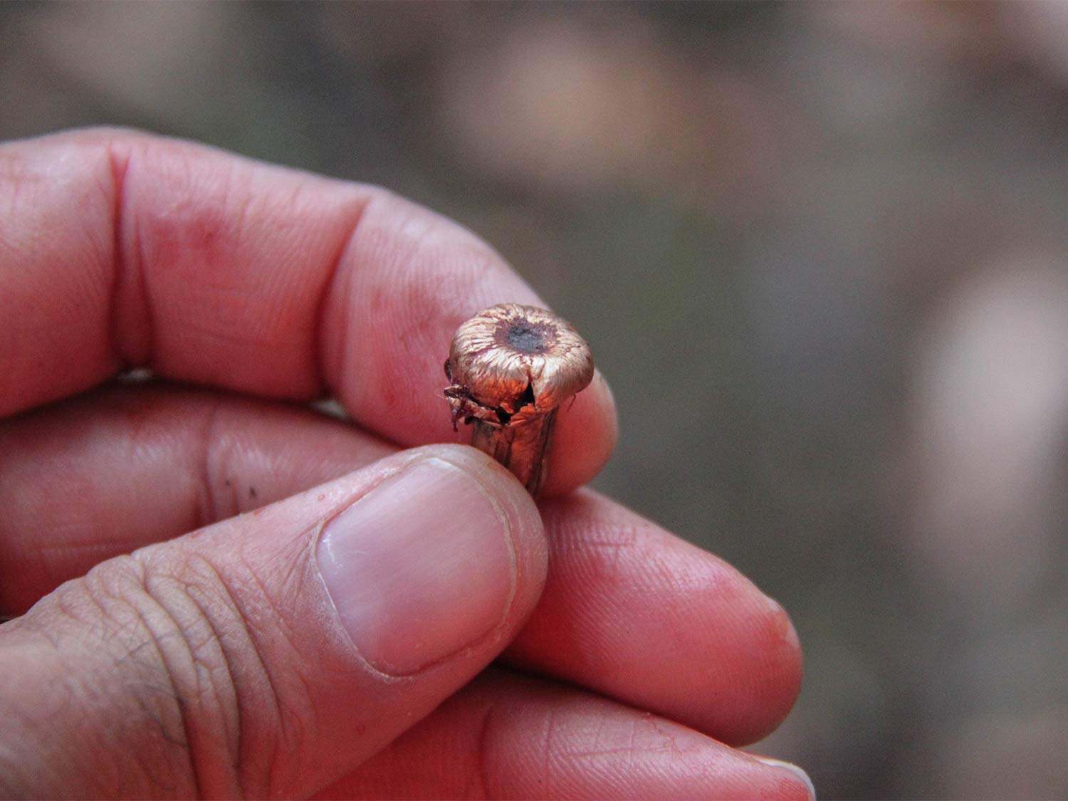 Why Bullet Design is More Important than Cartridge Choice