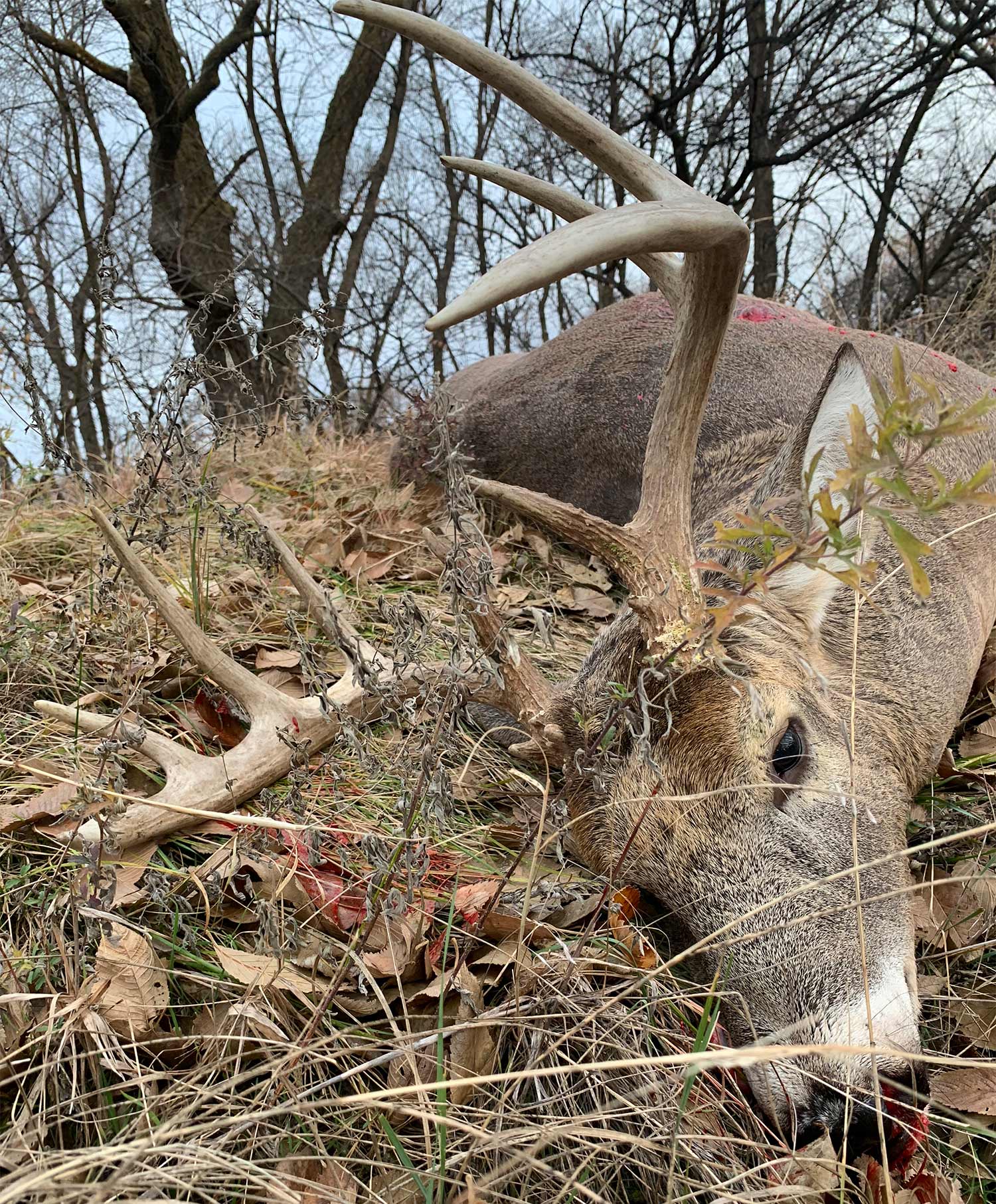 Learn the 10 Habits of Highly Successful Deer Hunters