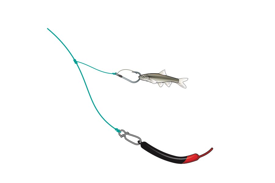 15 Bait Rigs That Will Catch Any Fish Anywhere