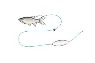 15 Bait Rigs That Will Catch Any Fish Anywhere